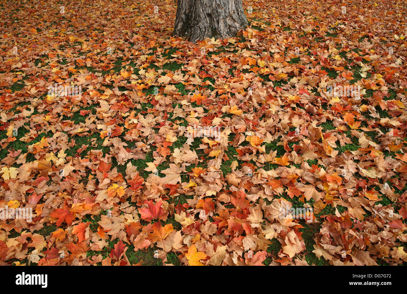 Autumn leaves cover the ground around a maple tree in Gill ...
