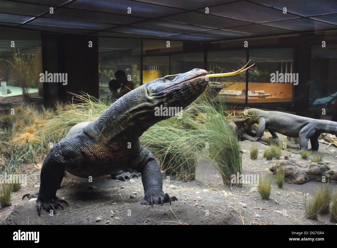 A display of a Komodo Dragon at the American Museum of Natural History ...