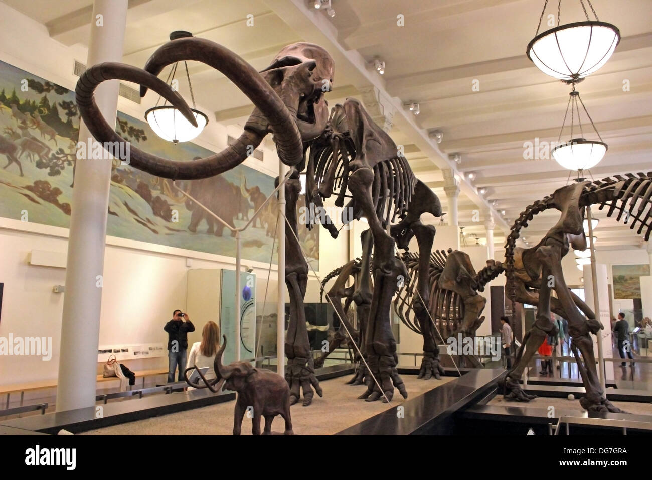 Display of a Mammoth skeleton at the American Museum of Natural History ...