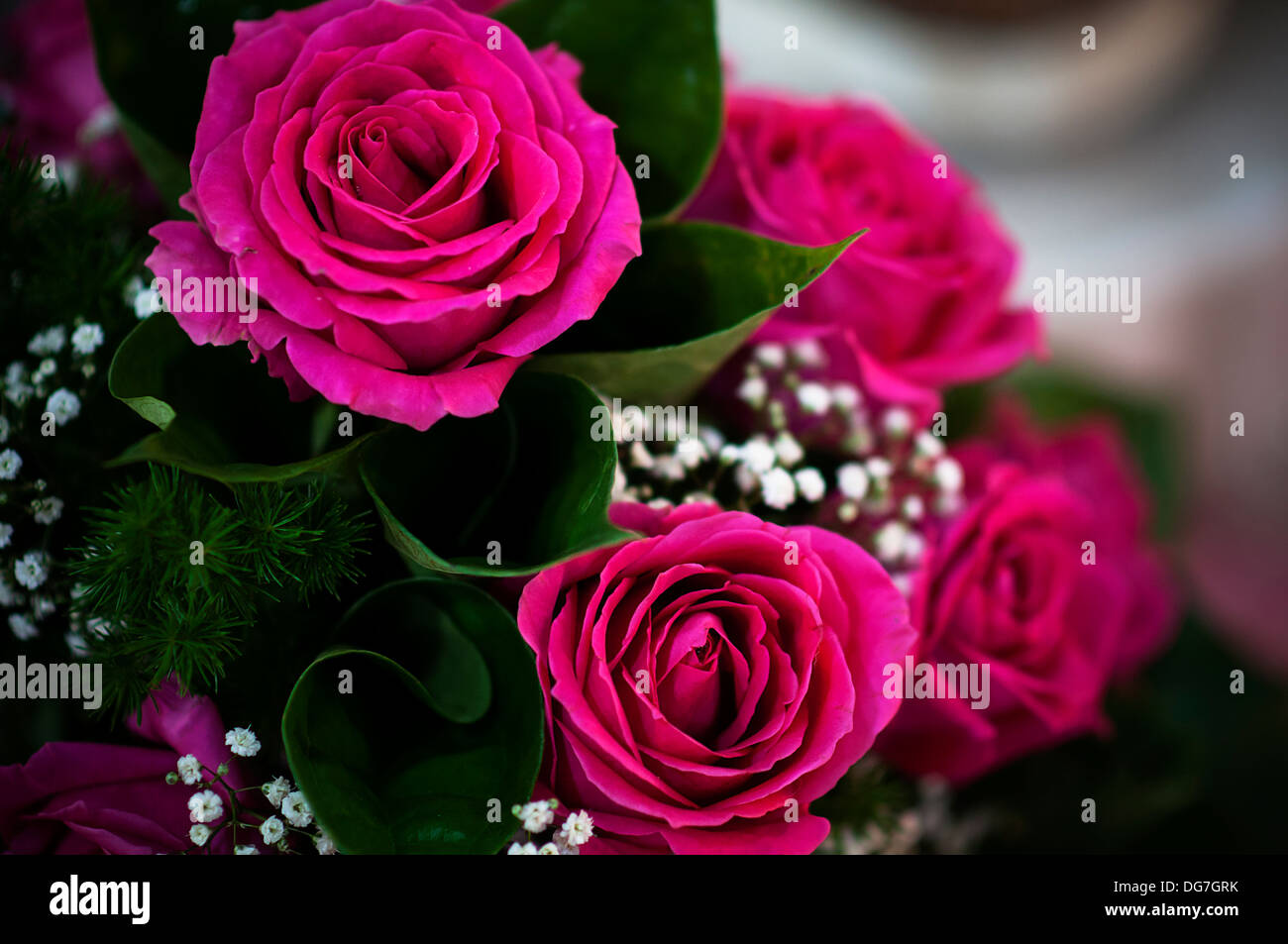 Malay rose hi-res stock photography and images - Alamy