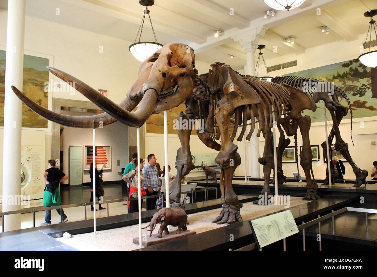 Mammal exhibit museum hi-res stock photography and images - Alamy