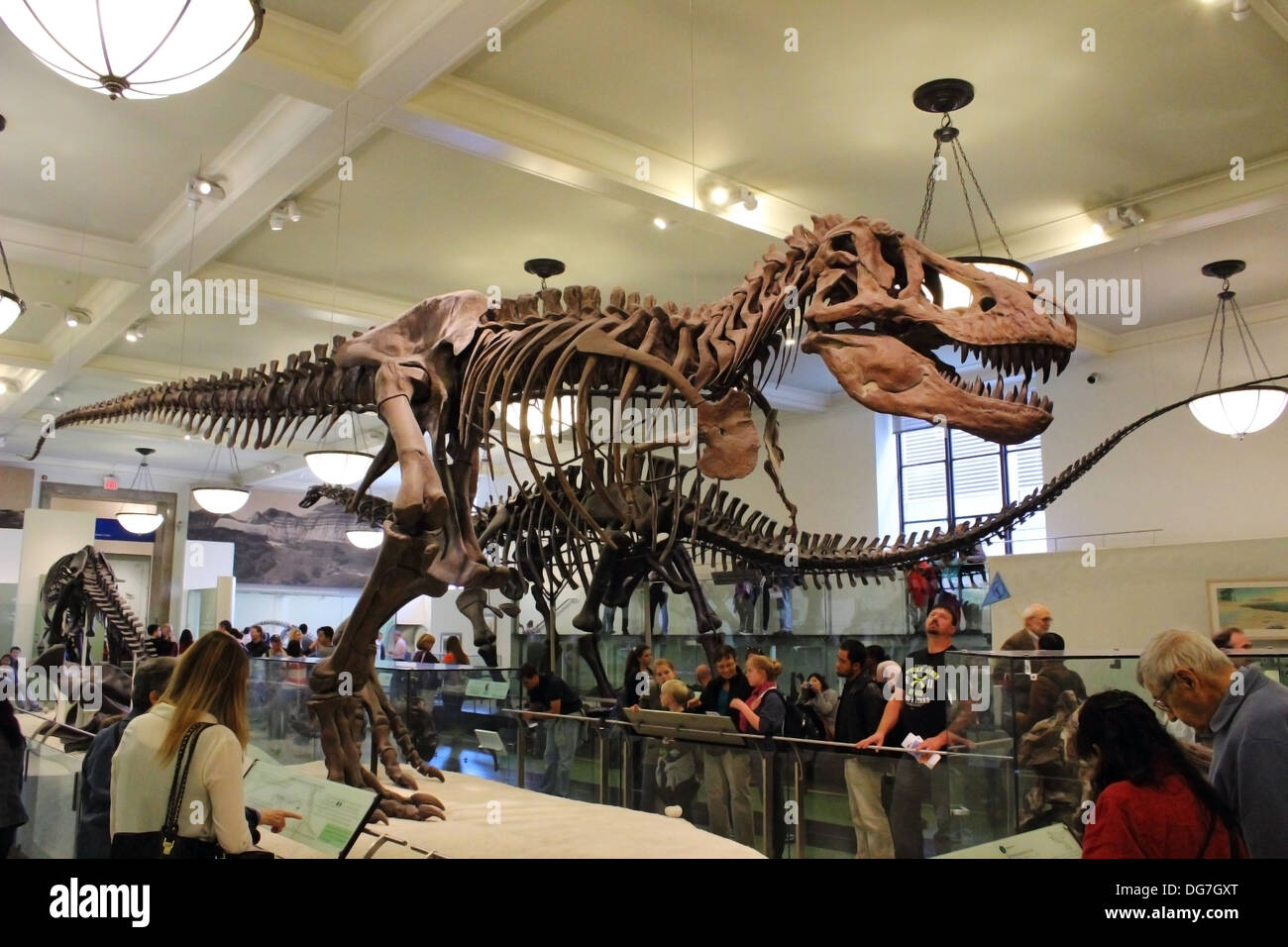 The assembled fossilized remains of a Tyrannosaurus rex is displayed at ...