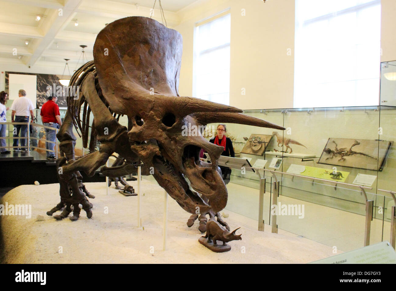 The fossilized bones of a Triceratops on display at the American Museum ...