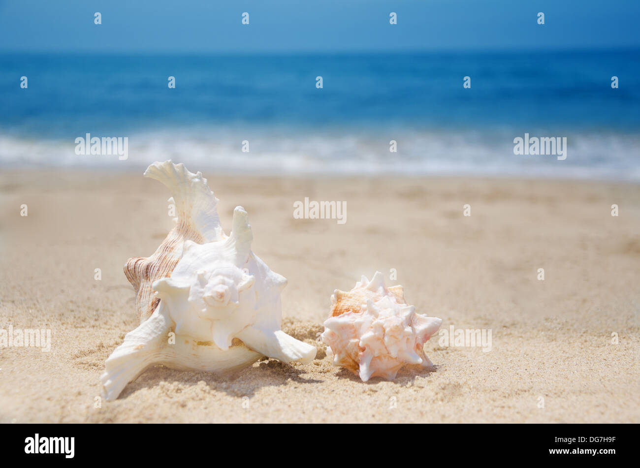 Two beautiful seashells on a sandy beach by the ocean Stock Photo - Alamy