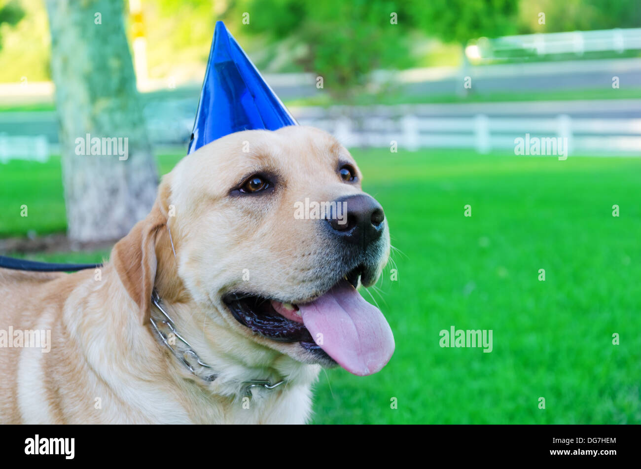 Portrait of Labrador retriever with birthday hat Stock Photo - Alamy