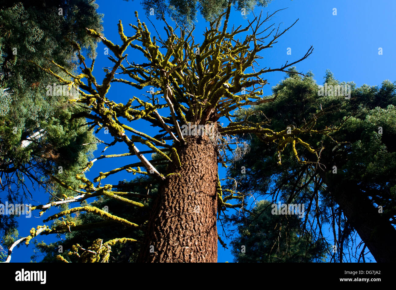 California Red Fir Abies Magnifica High Resolution Stock Photography ...
