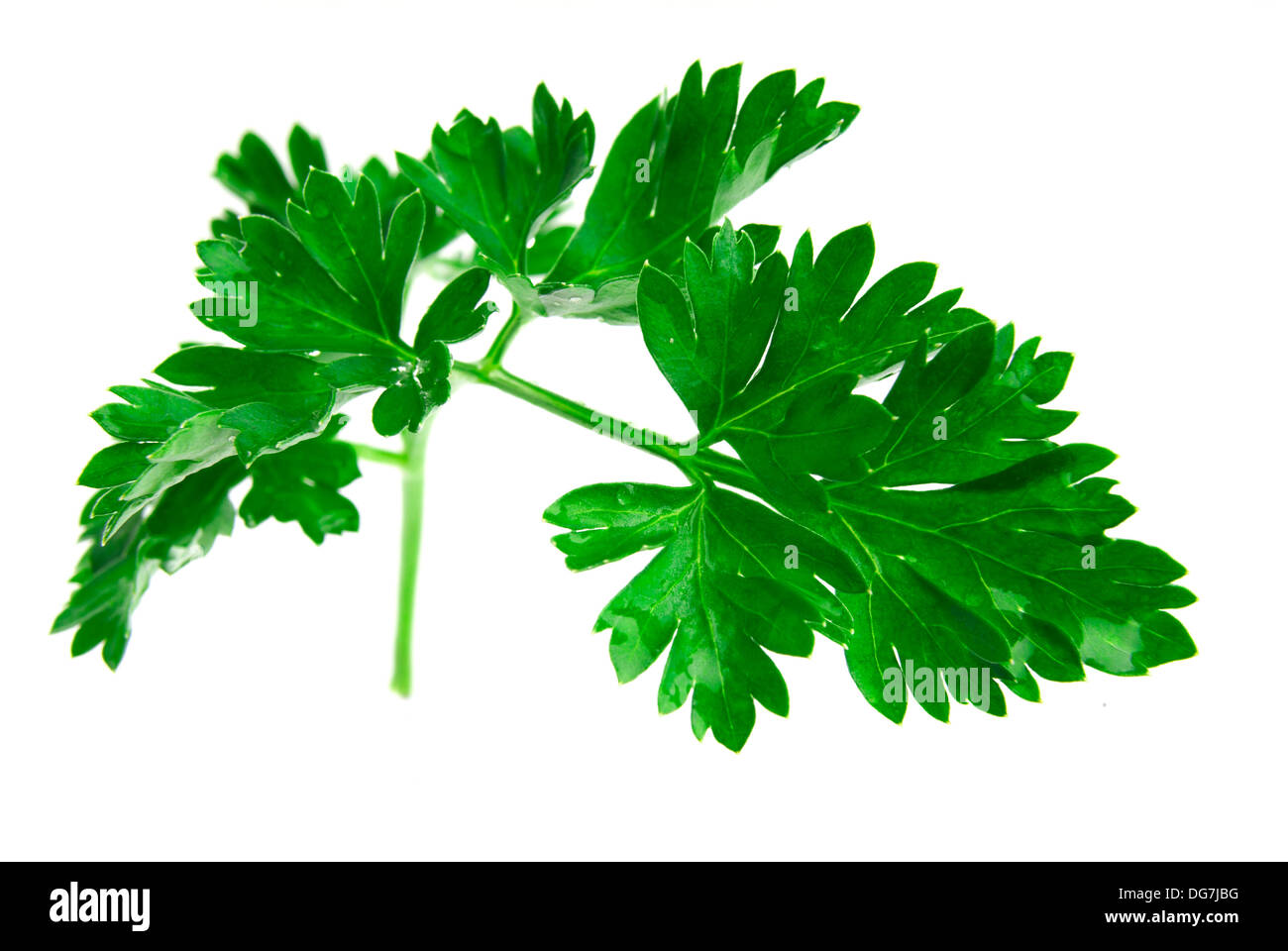 Fresh Herbs: Parsley Stock Photo - Alamy