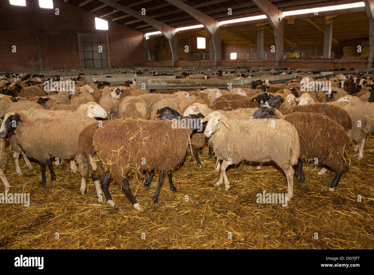 Flock of sheep Stock Photo - Alamy
