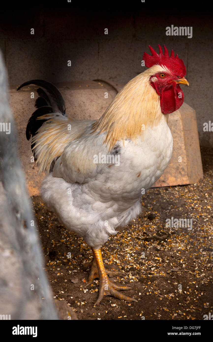 Vertical rooster hi-res stock photography and images - Alamy