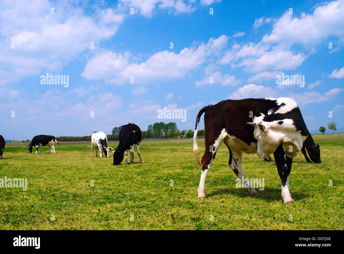 Live cow hi-res stock photography and images - Alamy