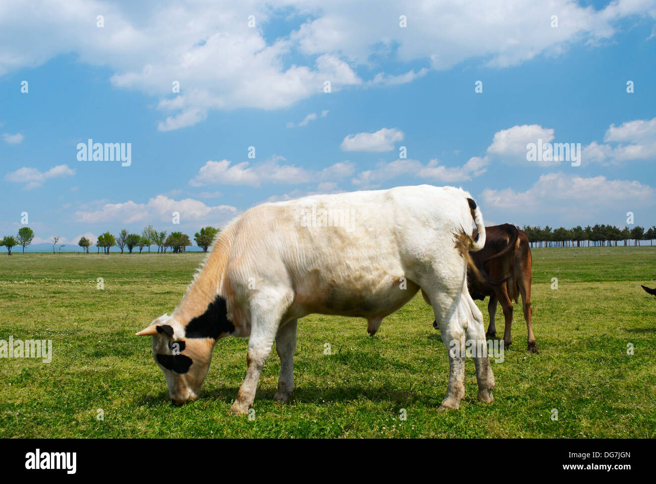 Live cow hi-res stock photography and images - Alamy