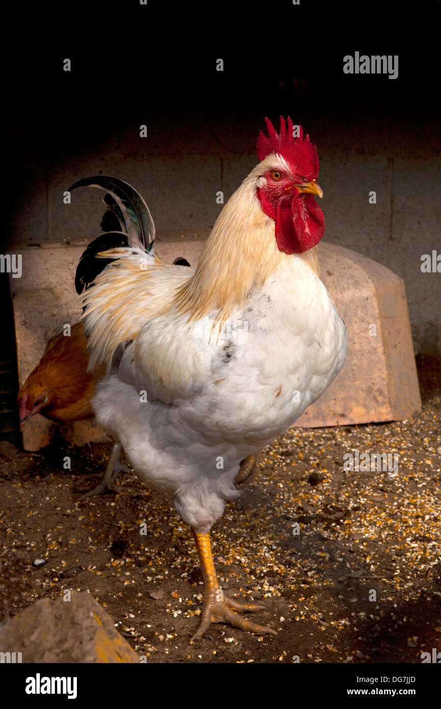 Vertical rooster hi-res stock photography and images - Alamy