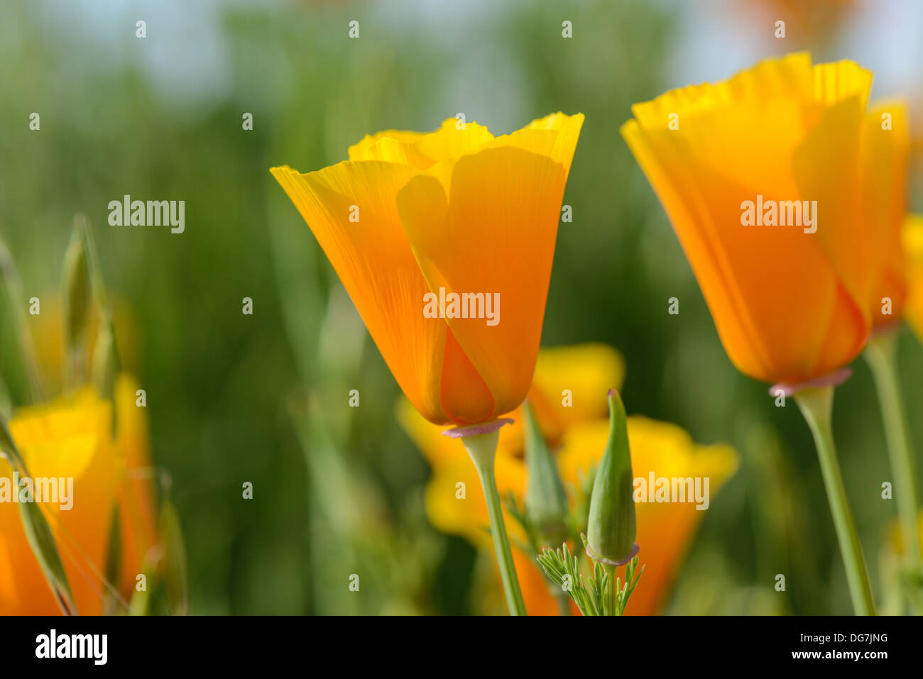 California Orange Poppy Macro Close Up Stock Photo - Alamy