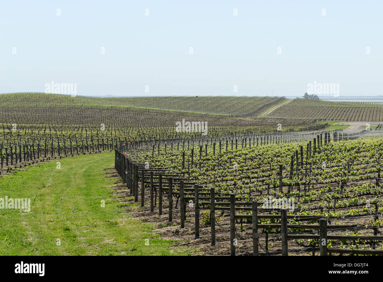 Napa Valley Grape Vineyard in Spring Stock Photo - Alamy