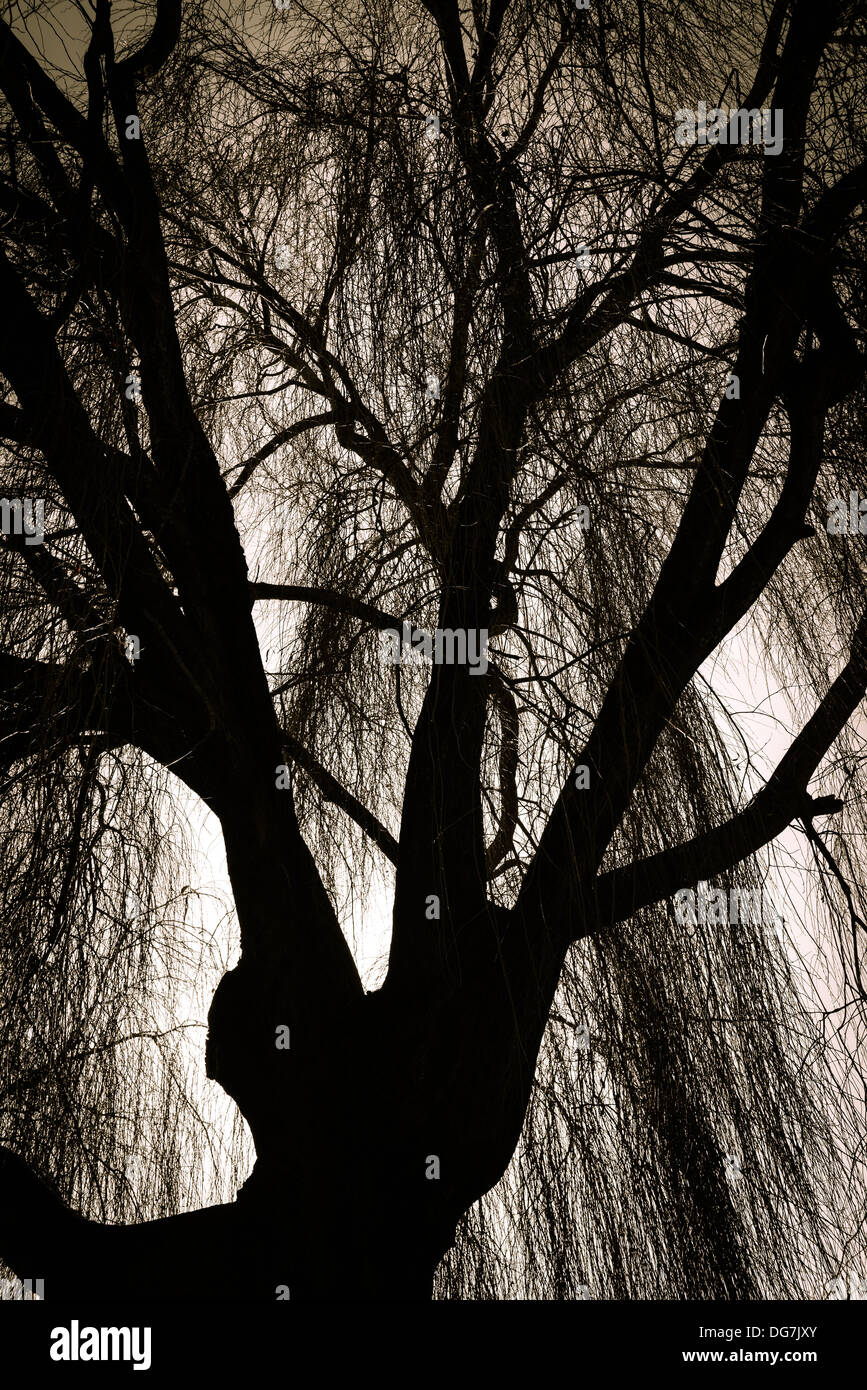 Scary Weeping Willow Tree Stock Photo - Alamy