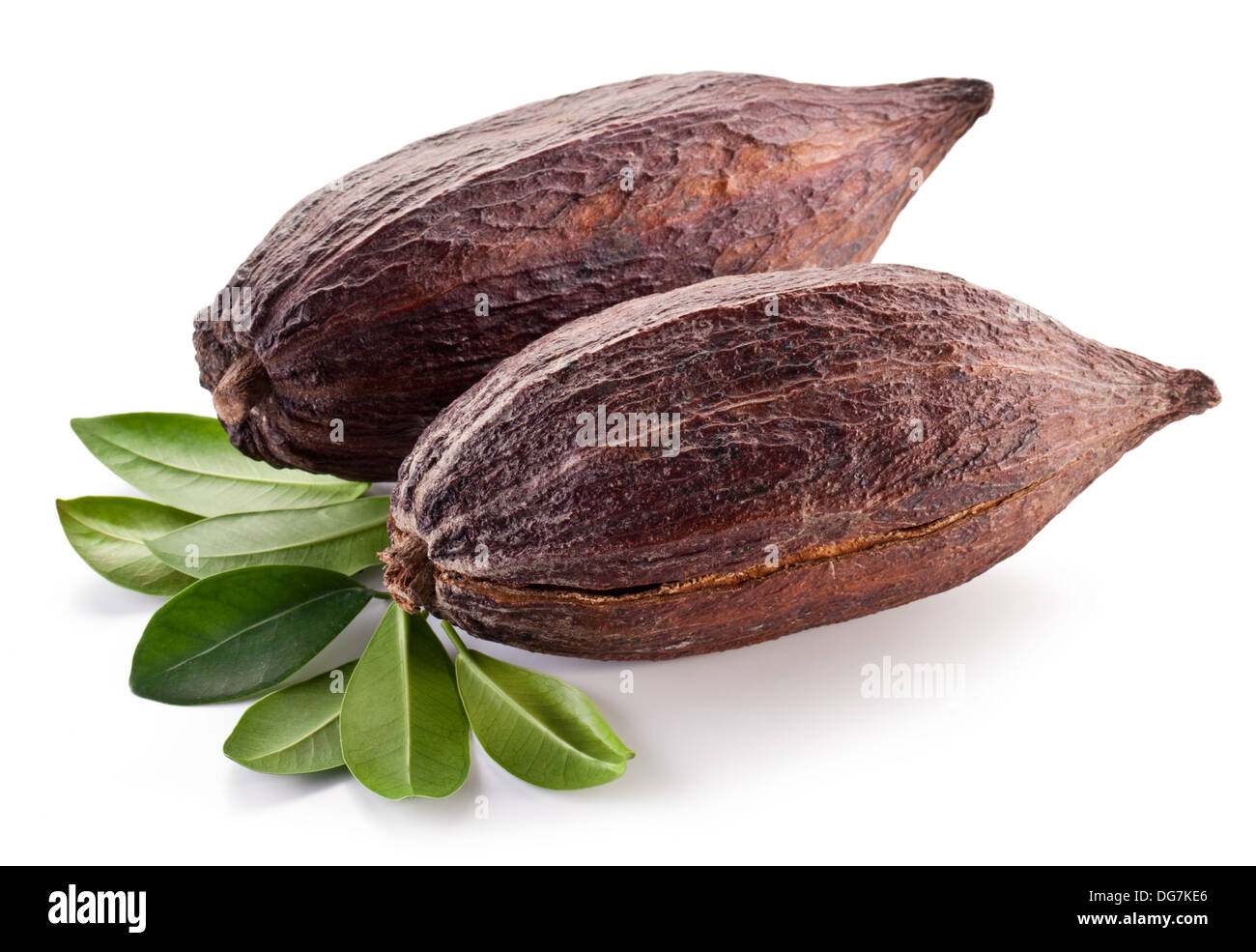 Cocoa plant fruit leaves Cut Out Stock Images & Pictures - Alamy