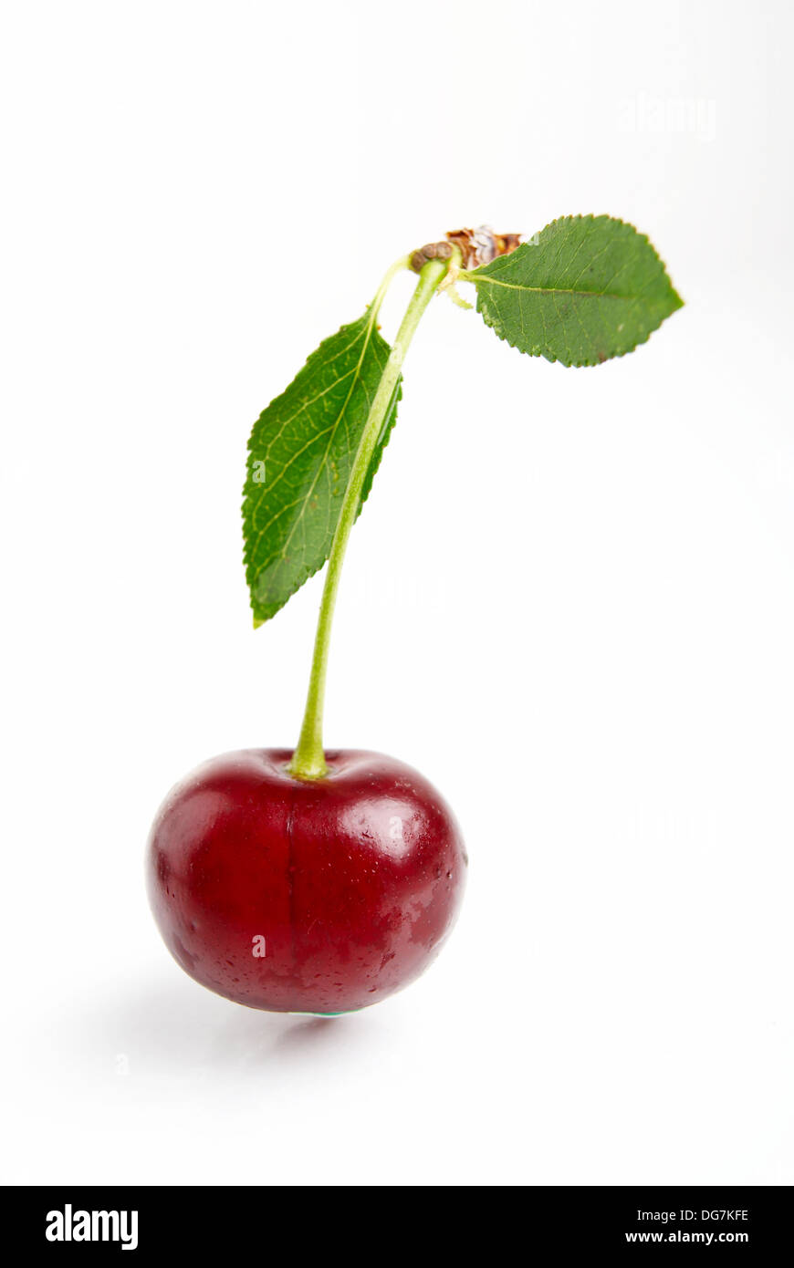 Morello cherry hi-res stock photography and images - Alamy