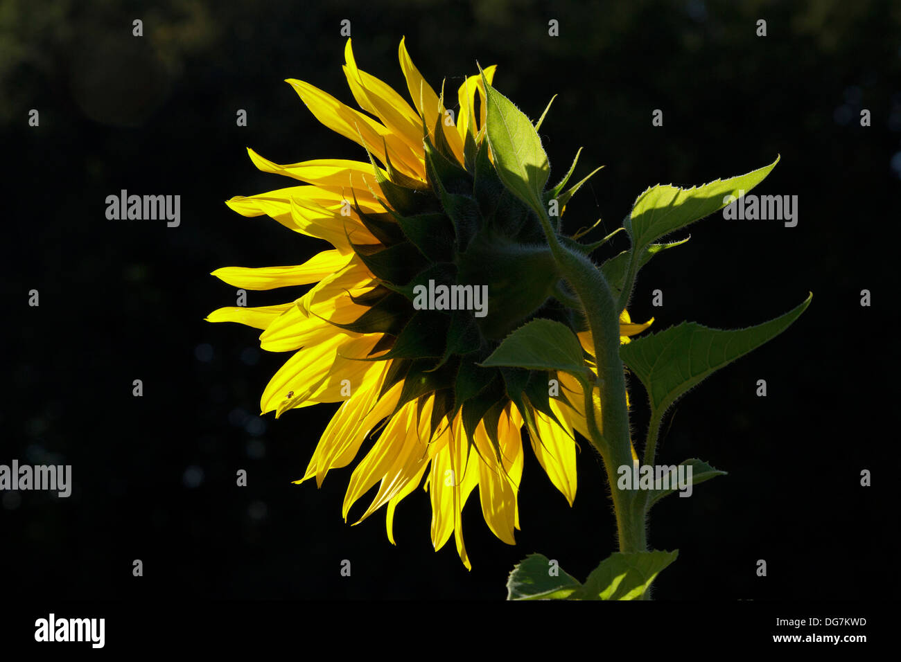 Back of sunflower hi-res stock photography and images - Alamy