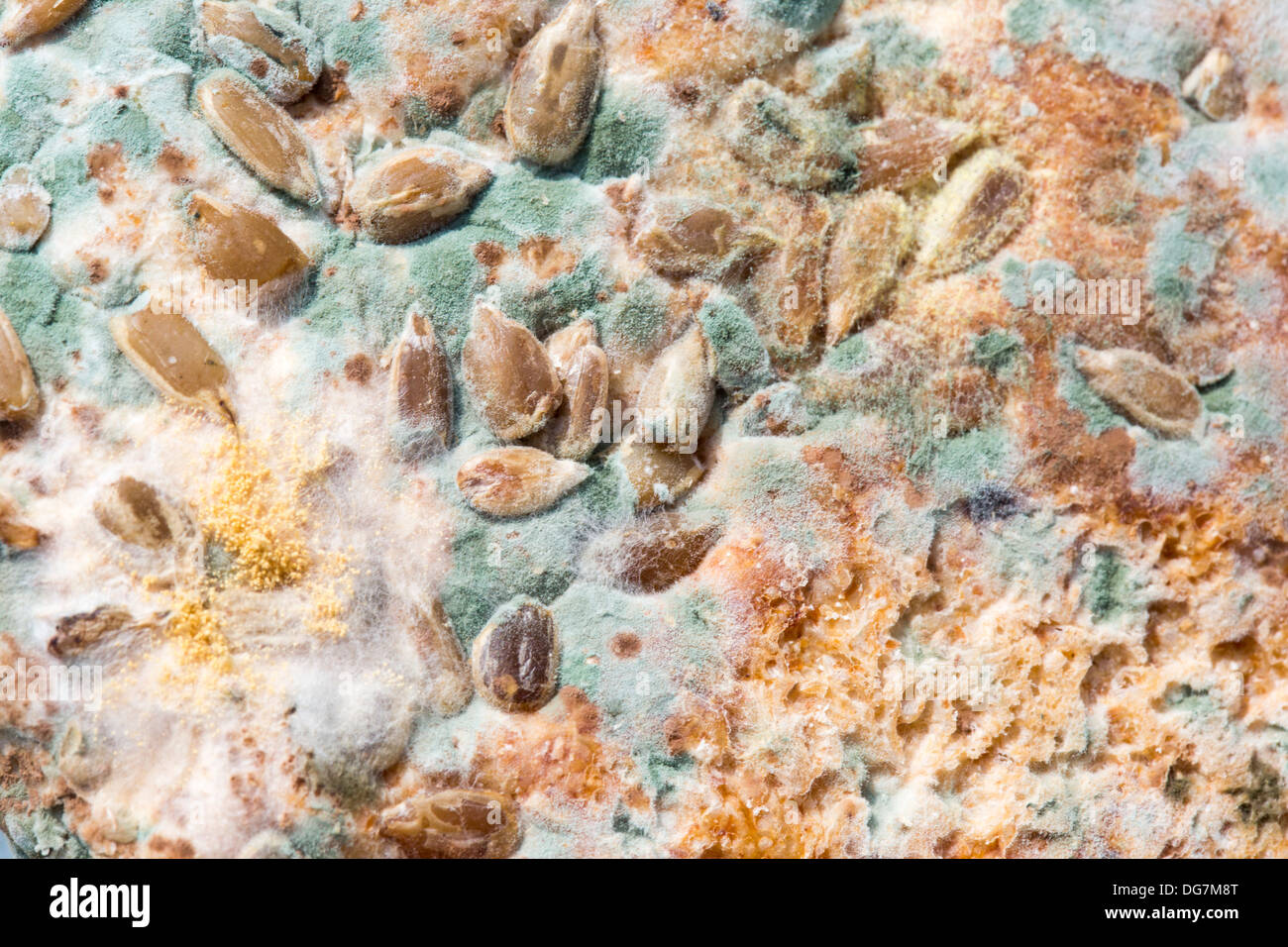 Mouldy loaf hi-res stock photography and images - Alamy
