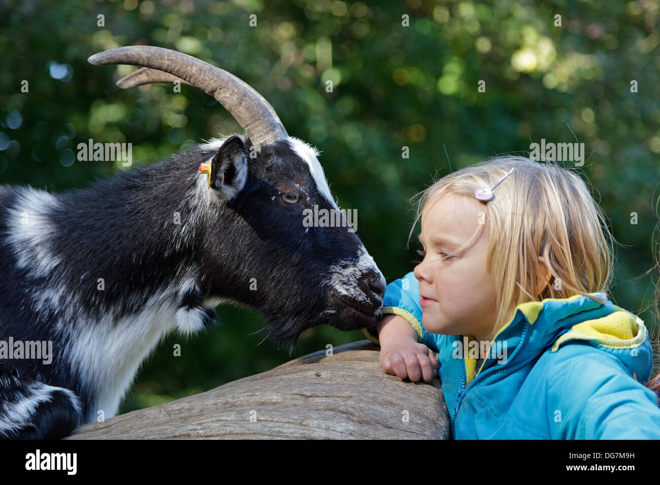 Girl and goat hi-res stock photography and images - Alamy