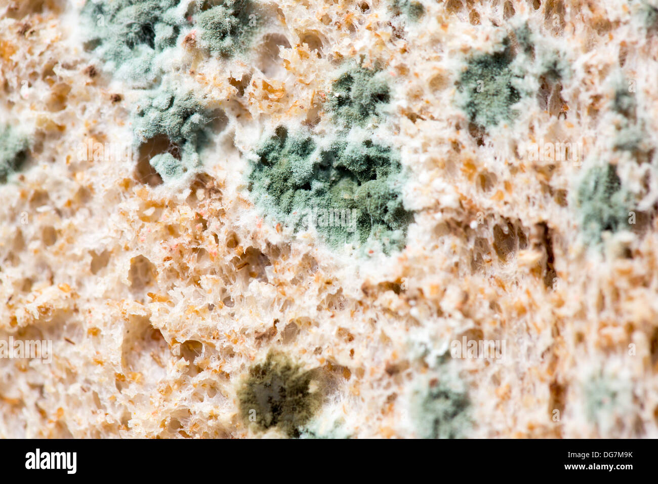 Decomposing food hi-res stock photography and images - Alamy