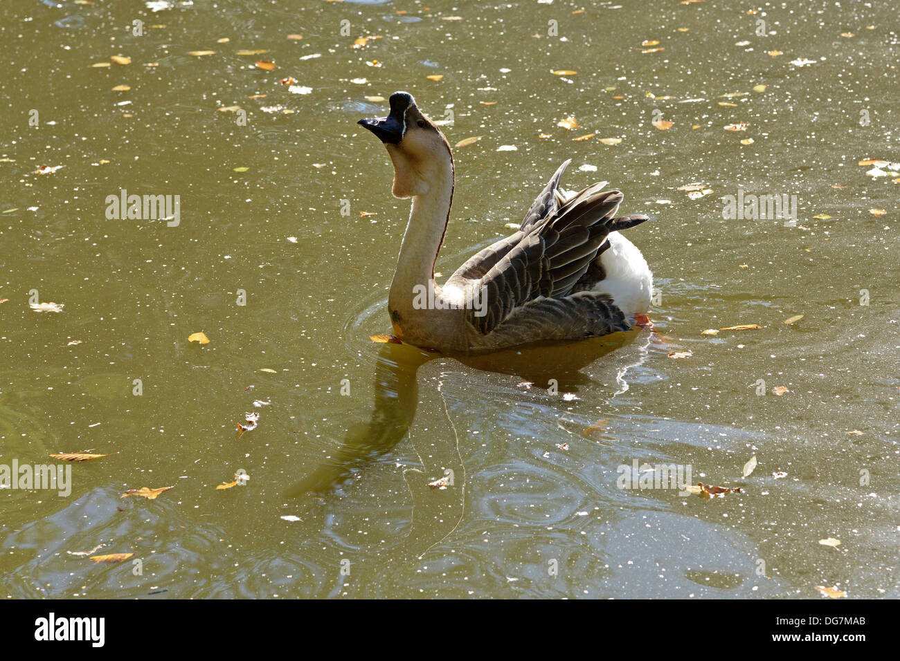 Chinese water bird hi-res stock photography and images - Alamy