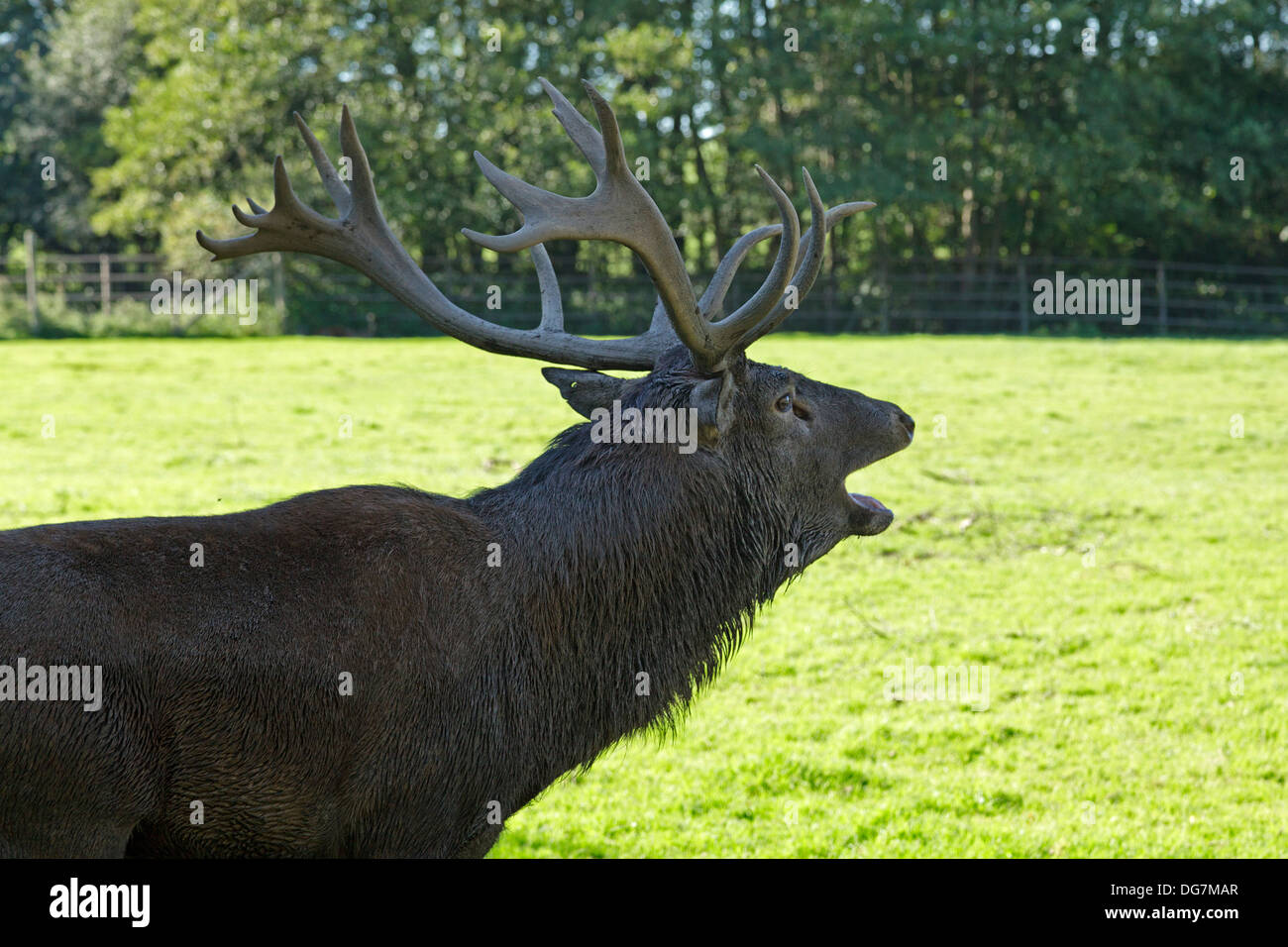 Belling hi-res stock photography and images - Alamy