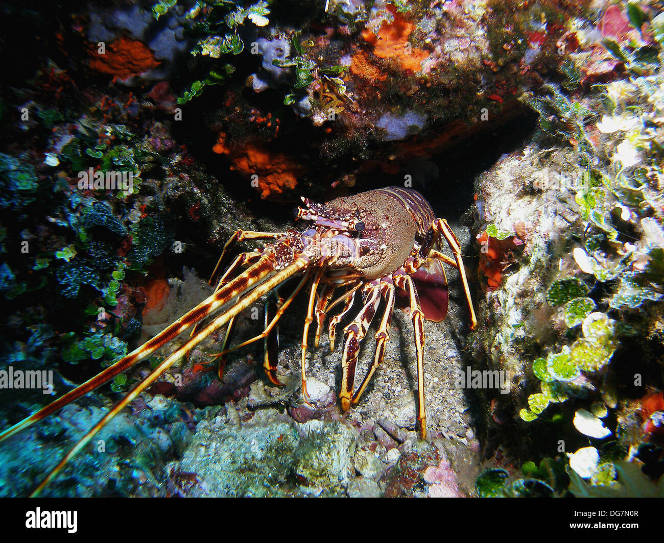 Spinny Lobster (Palinurus elephas). Columbretes Islands, Mediterranean ...