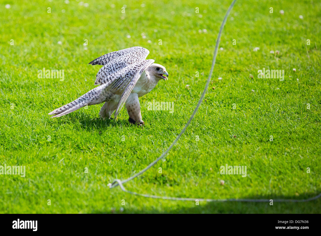 Falconry display uk hi-res stock photography and images - Alamy