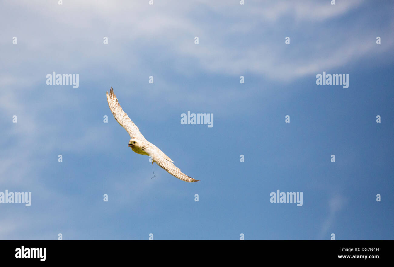 A falconry display at Lowther Bird of Prey Centre, near Penrith ...