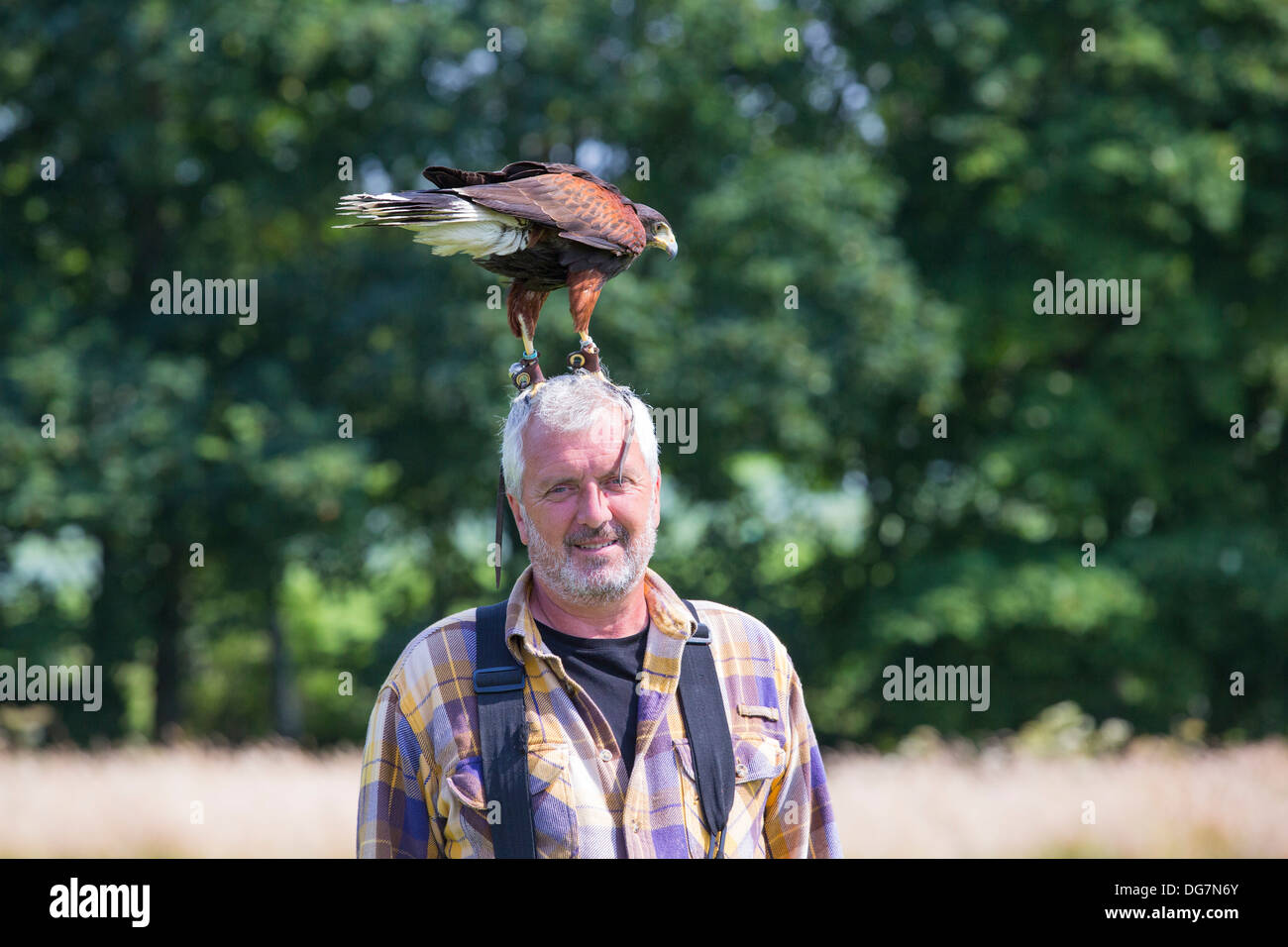 A falconry display at Lowther Bird of Prey Centre, near Penrith ...