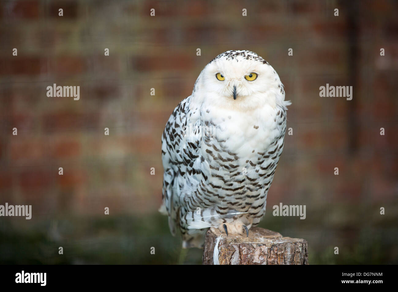 A Snowy Owl at the Lowther Bird of Prey Centre, near Penrith, Cumbria ...