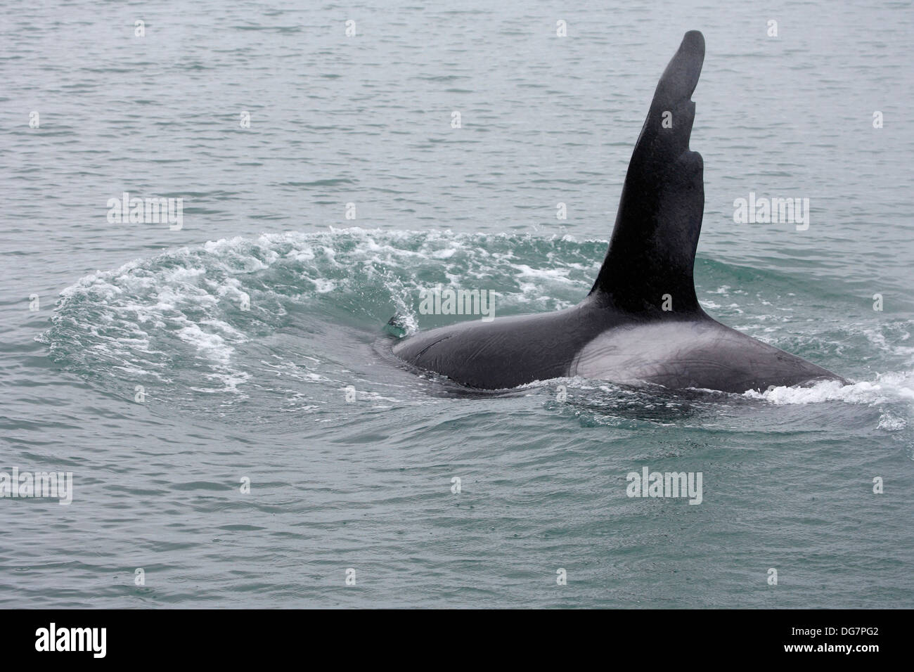 Orcinus orca wal hi-res stock photography and images - Alamy