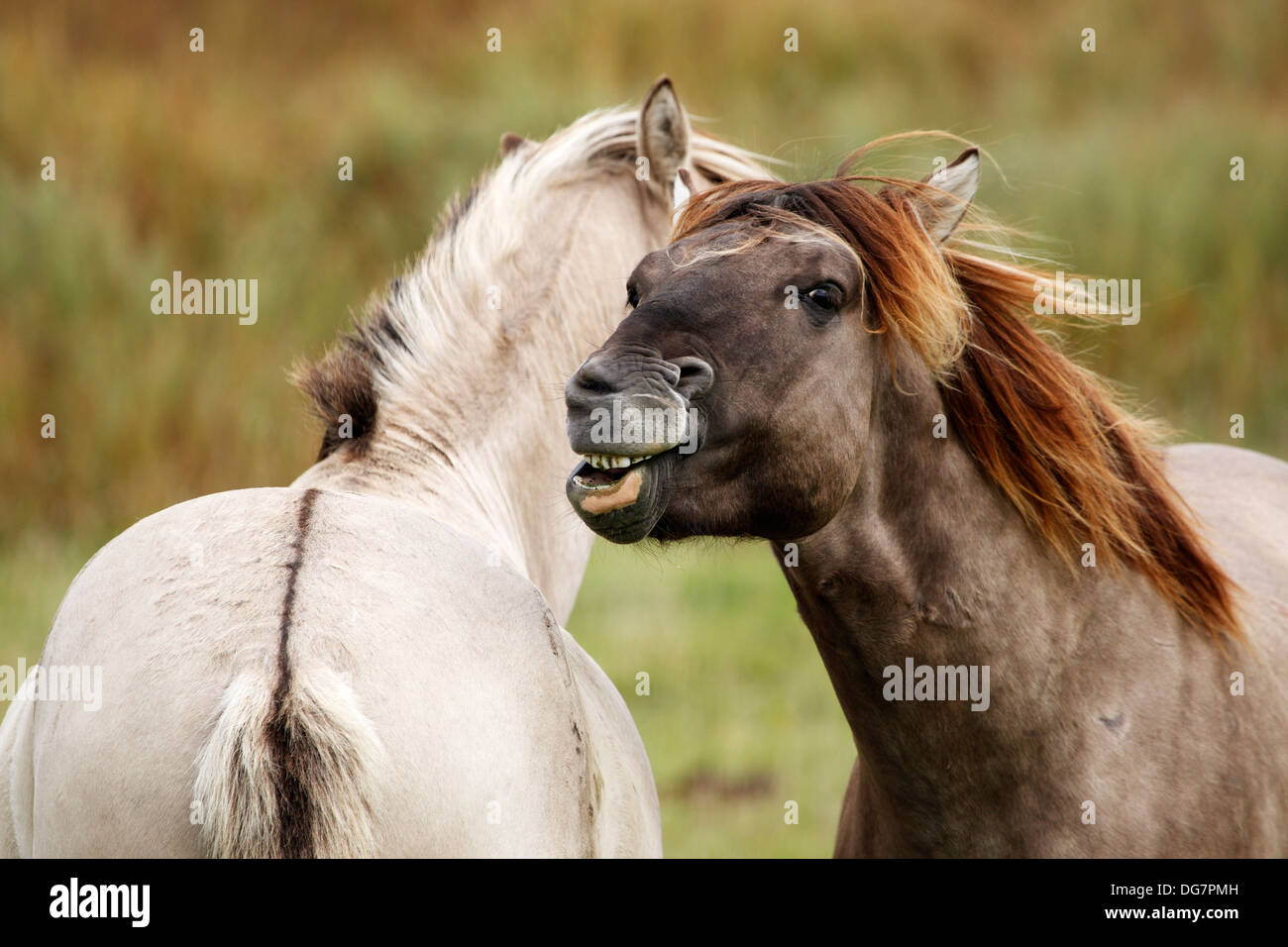 Konik hengste hi-res stock photography and images - Alamy