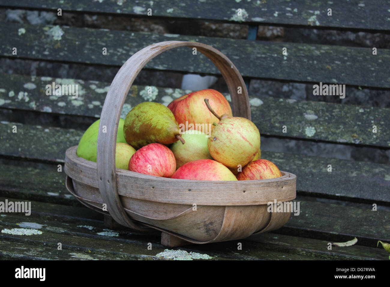 Basket of apples on a bench Stock Photo - Alamy