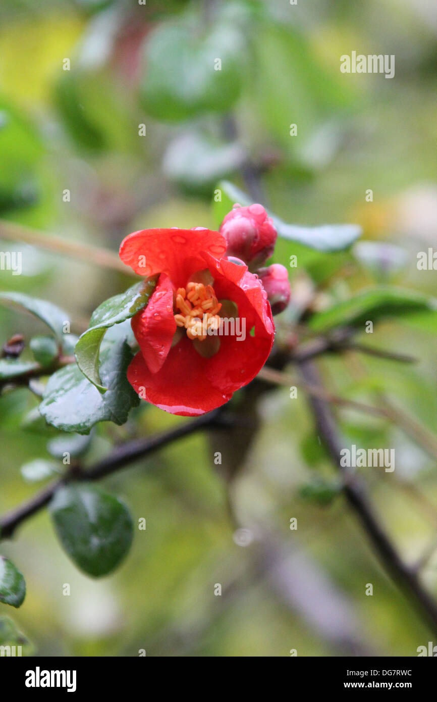 A red quince flower Stock Photo - Alamy