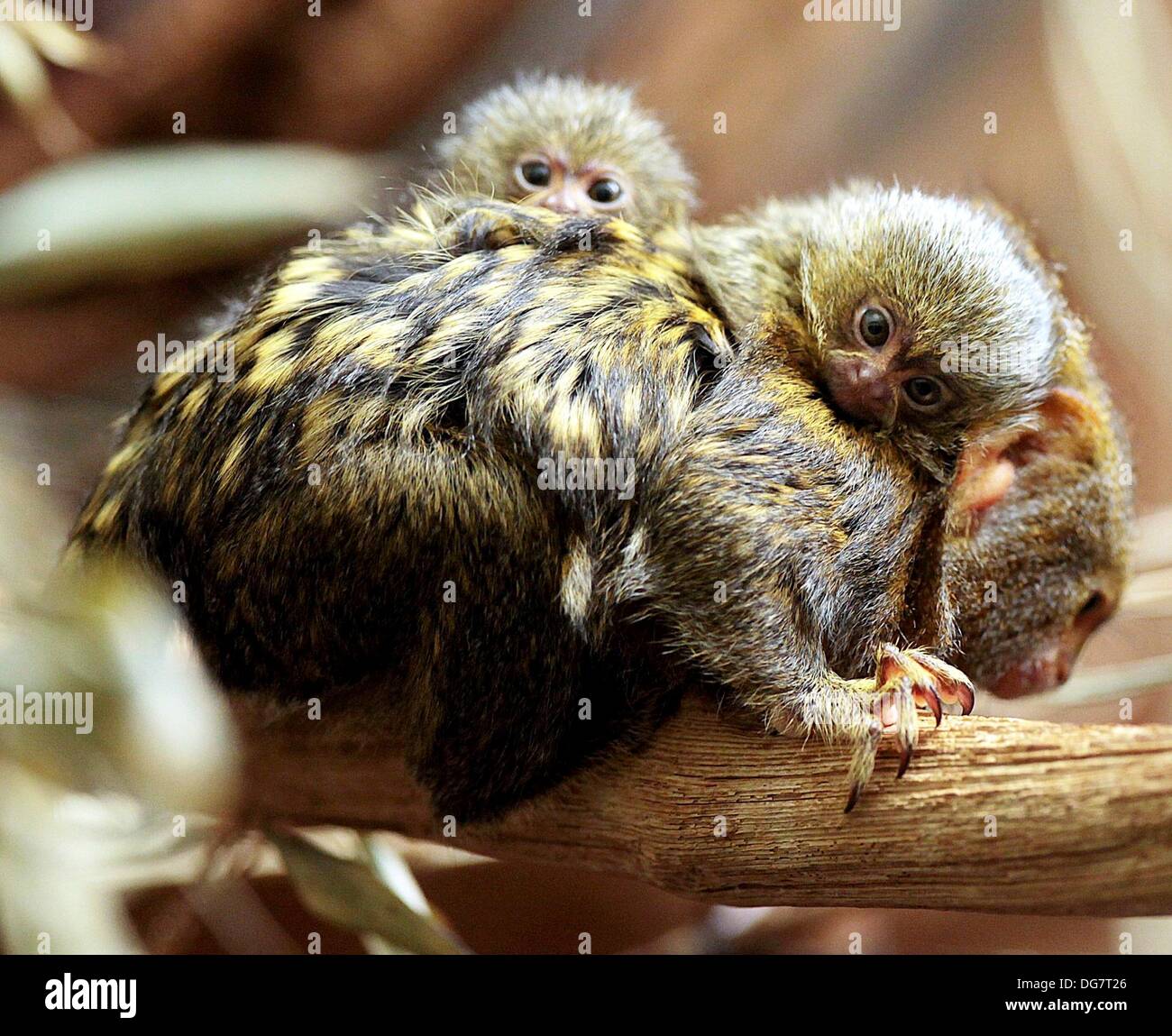 HANDOUT - A handout dated 14 October 2013 shows two newborn pygmy ...