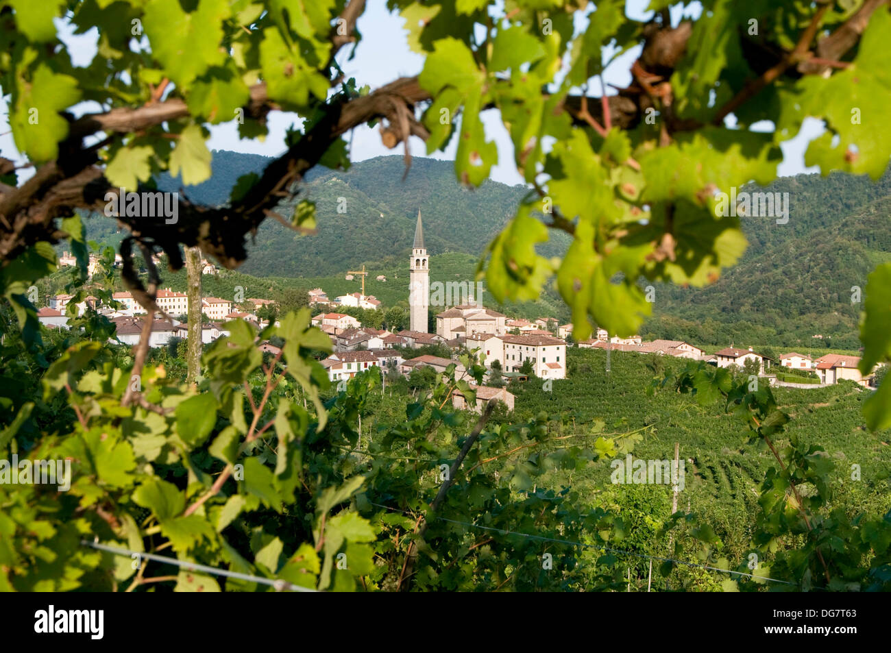 Prosecco vineyard hi-res stock photography and images - Alamy