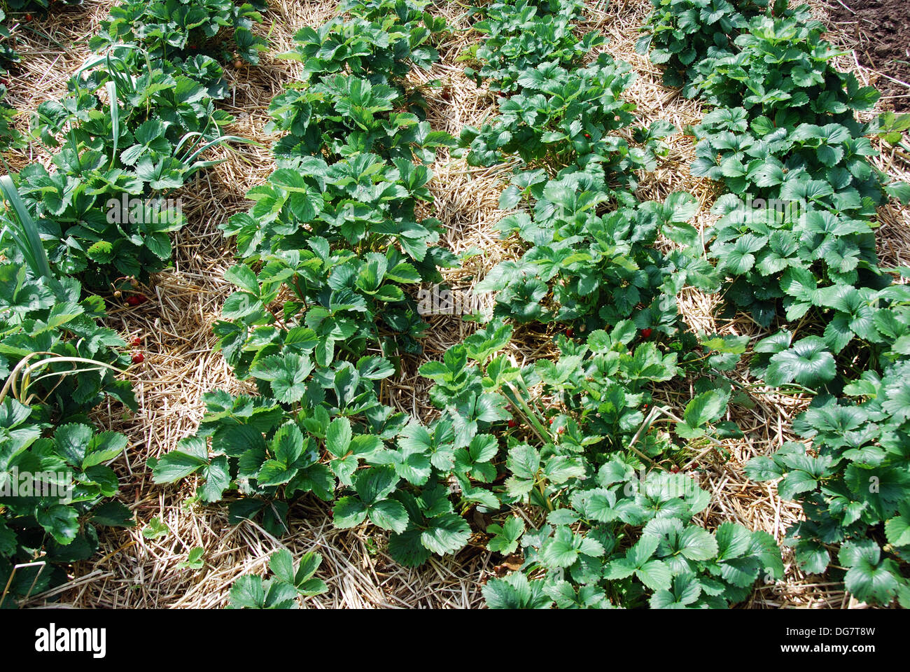 Strawberry straw plant hi-res stock photography and images - Alamy