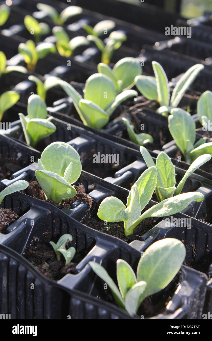 Rootrainers full of seedlings Stock Photo - Alamy