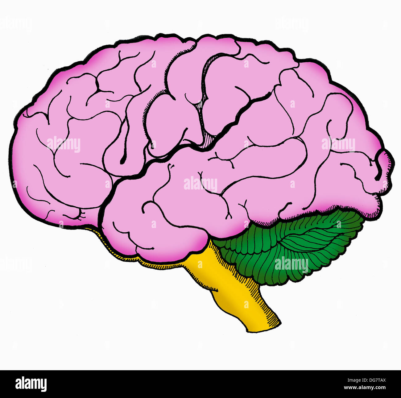 Digital nervous system image hi-res stock photography and images - Alamy