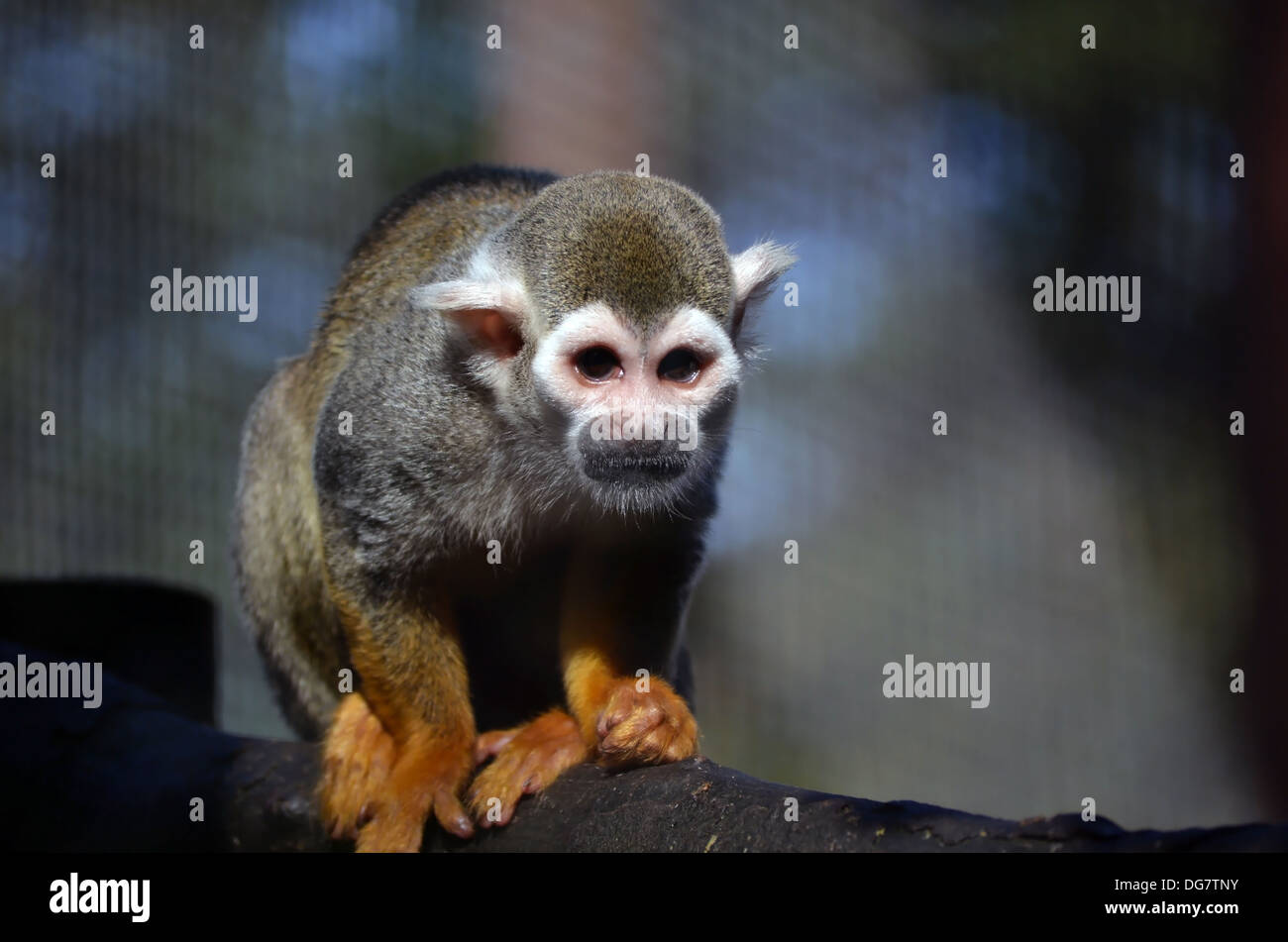 Cheeky monkey hi-res stock photography and images - Alamy