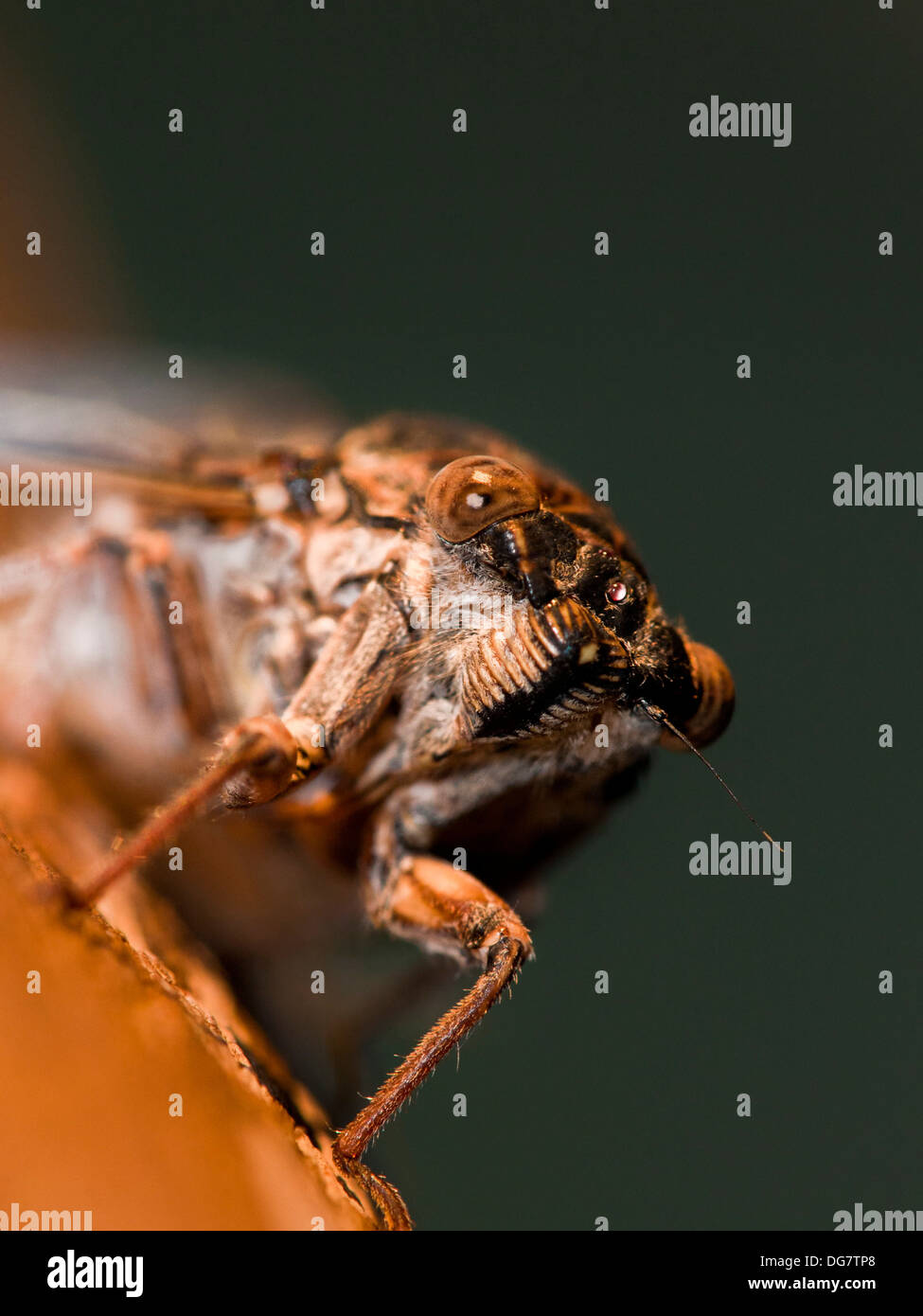Cicada greece hi-res stock photography and images - Alamy