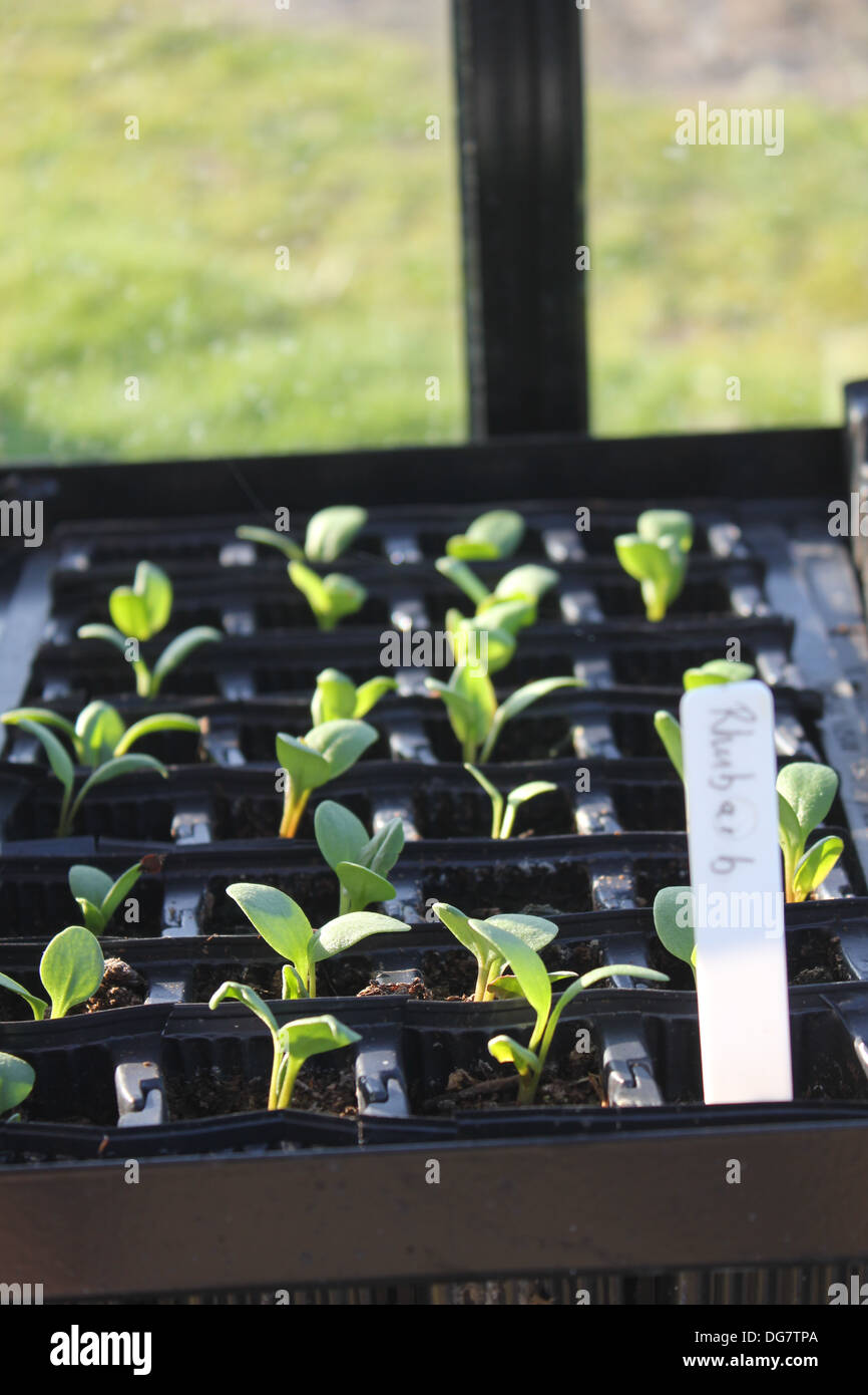 Rootrainer of Rhubarb seedlings Stock Photo - Alamy