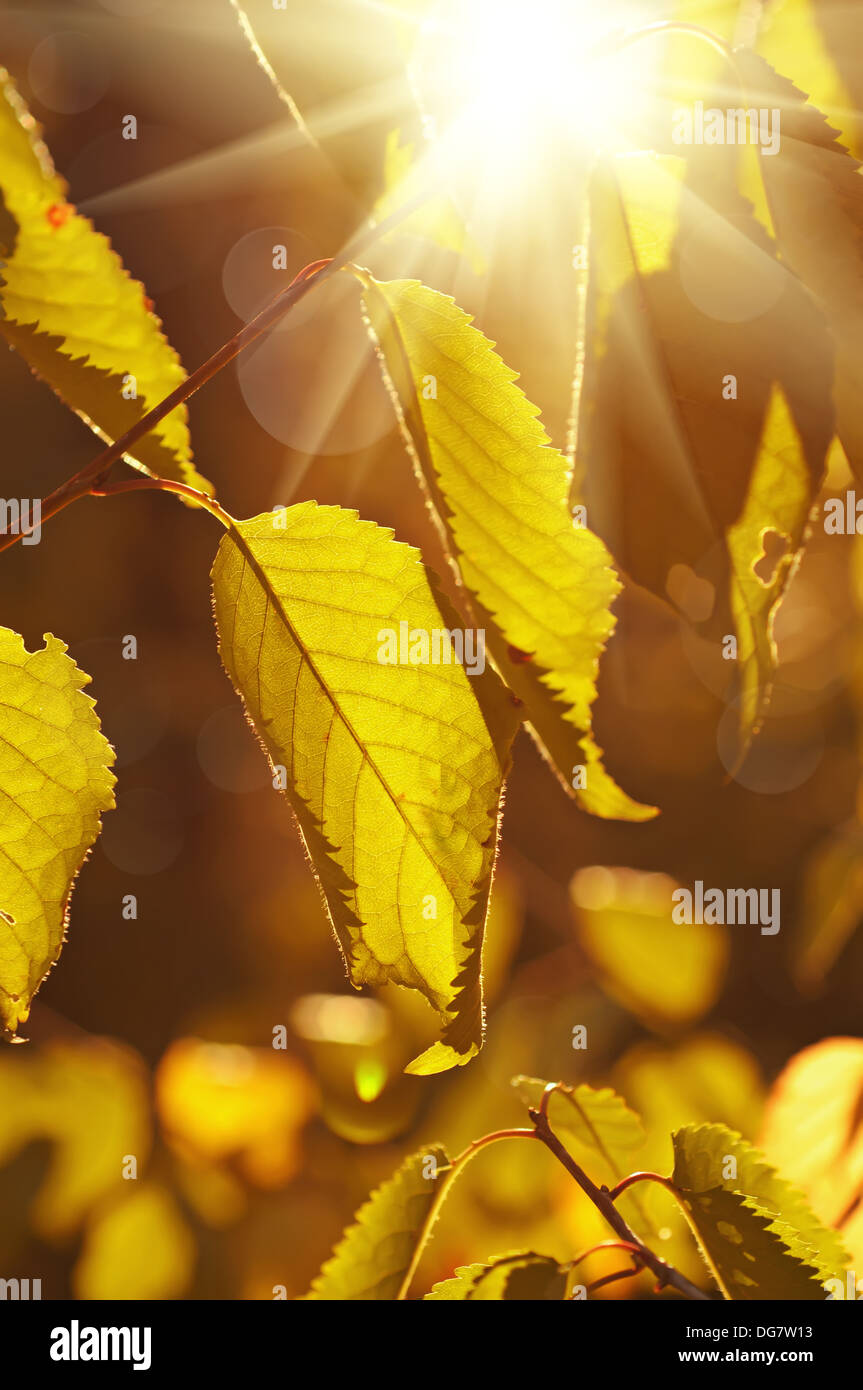 Autumn tree branch Stock Photo - Alamy