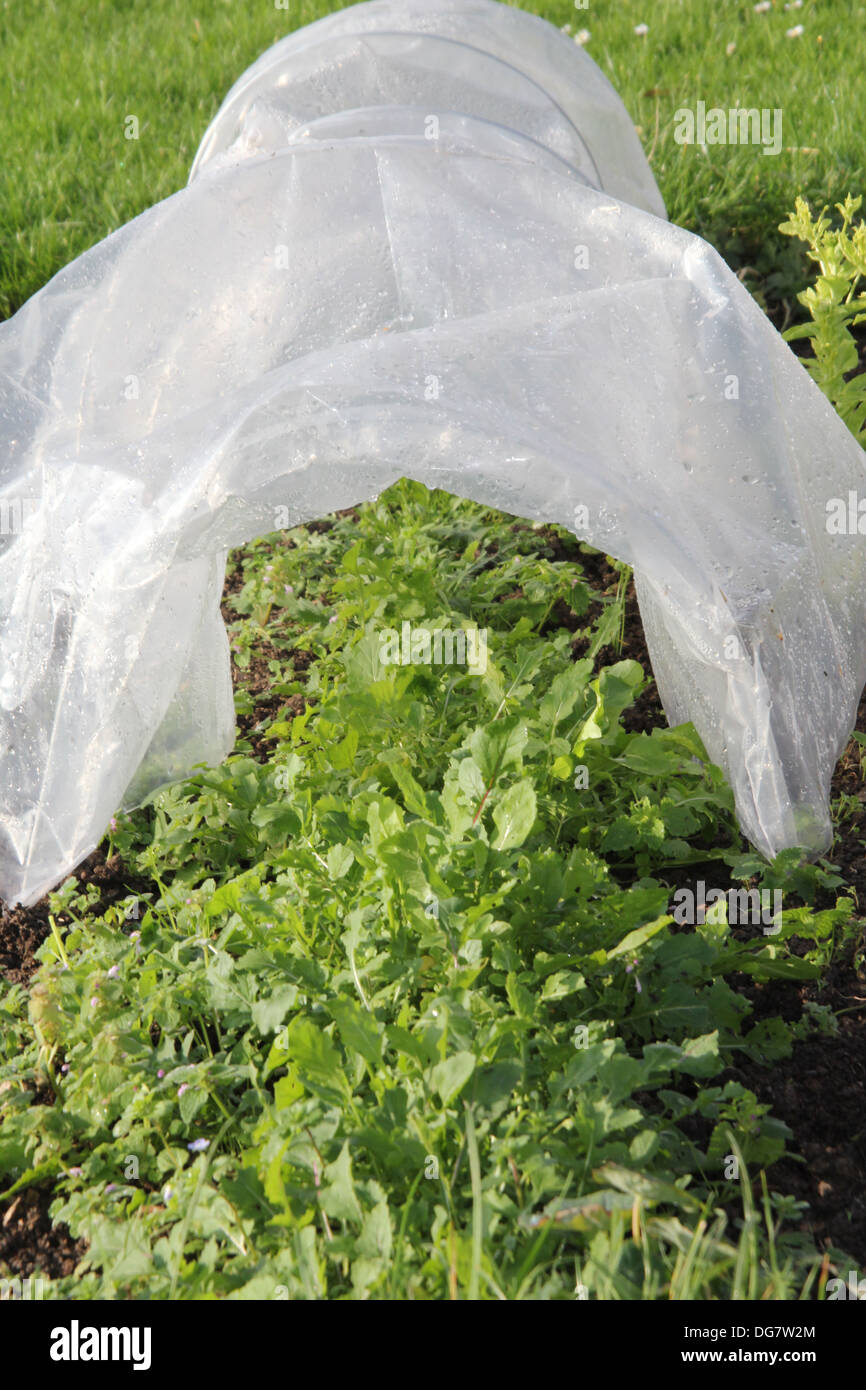 A small polytunnel Stock Photo - Alamy