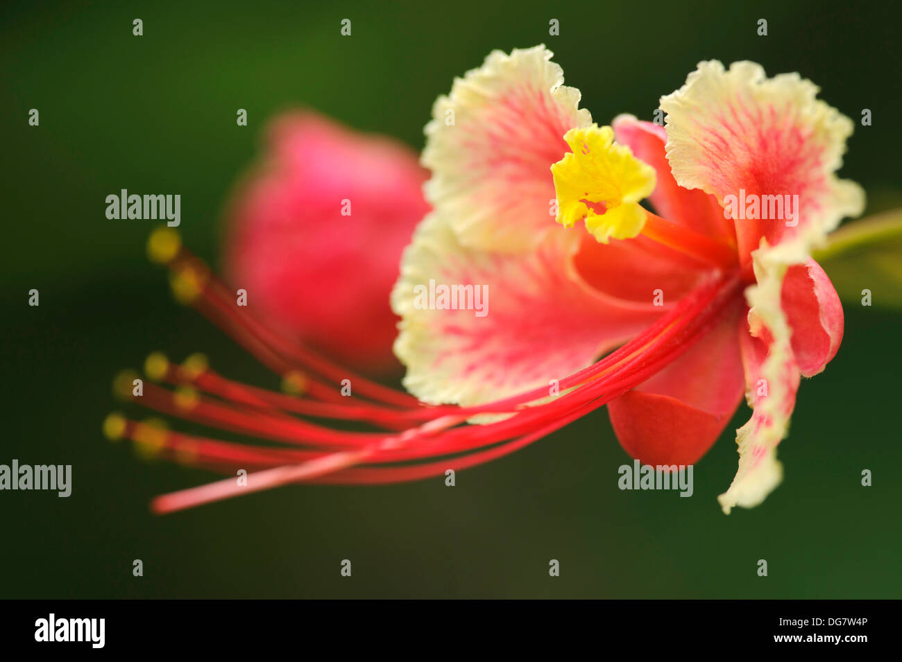 Barbados national flower hi-res stock photography and images - Alamy