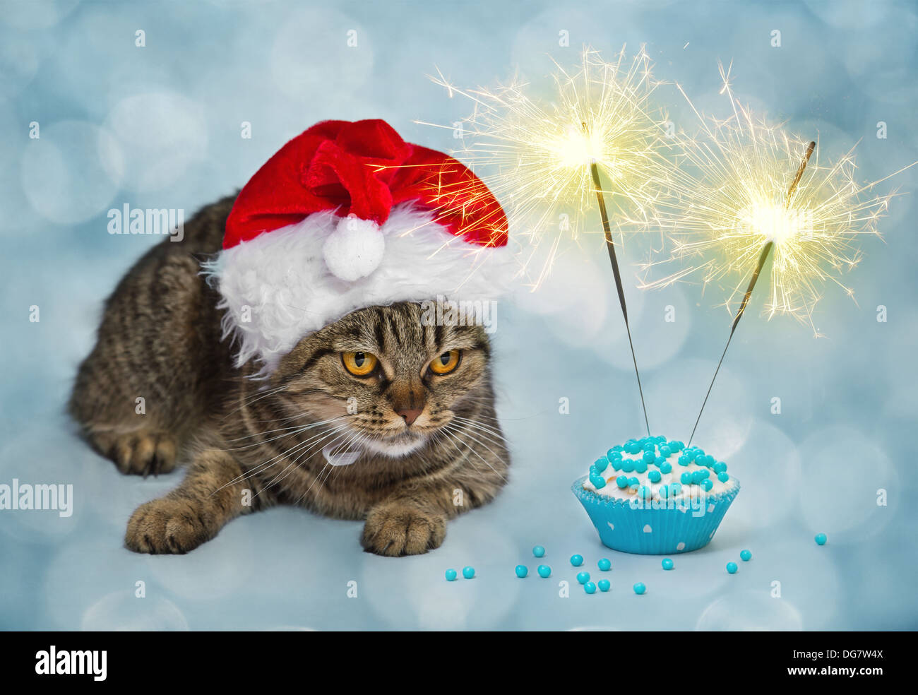 Christmas cat with a muffin and sparklers Stock Photo - Alamy