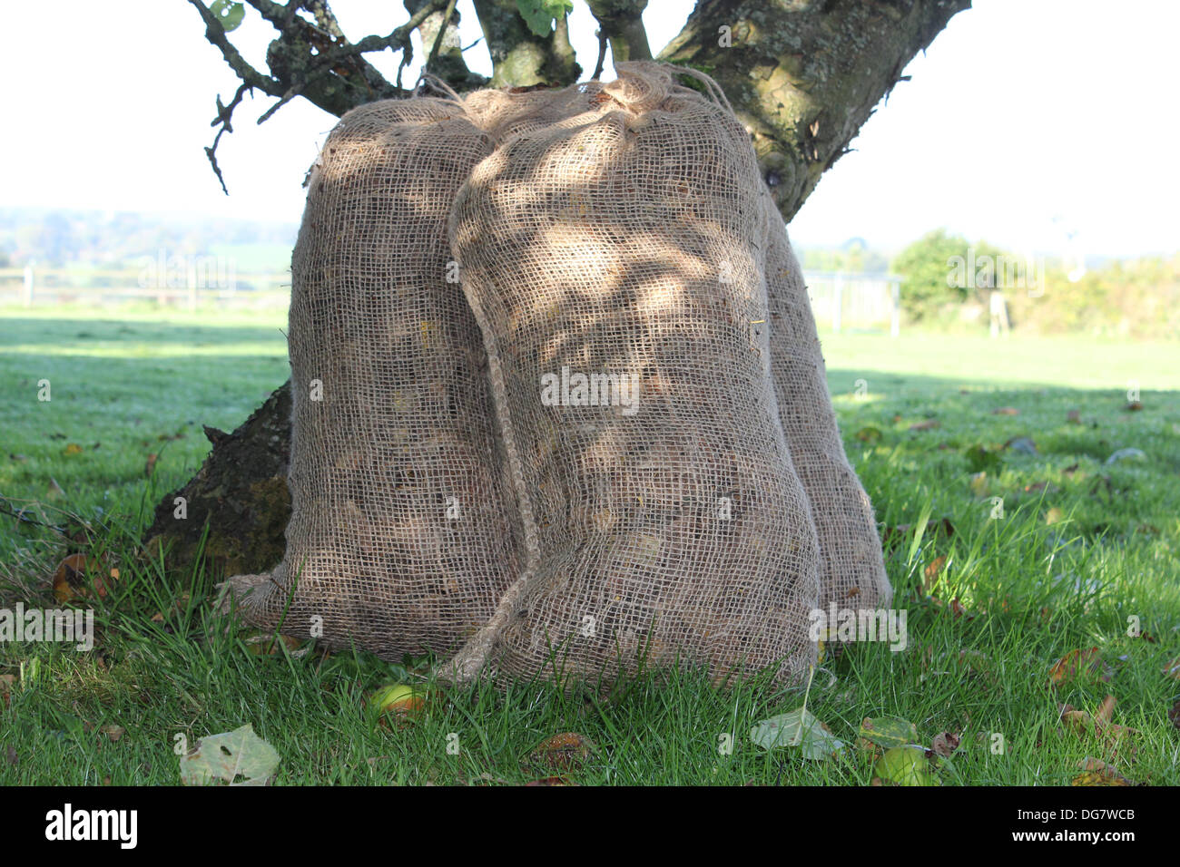 Three compost bags under tree Stock Photo - Alamy