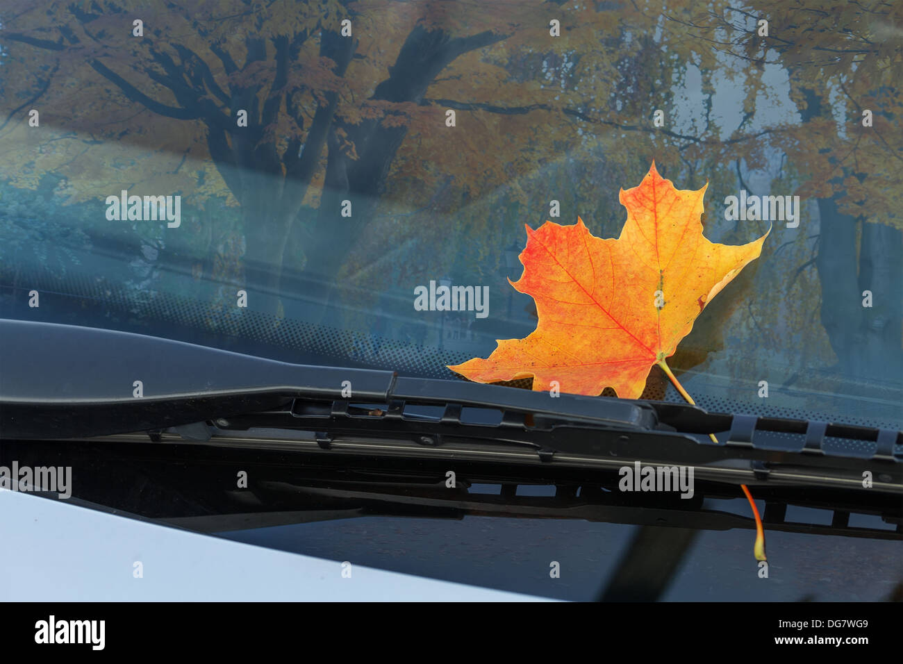 autumn leaf on a car windshield Stock Photo - Alamy
